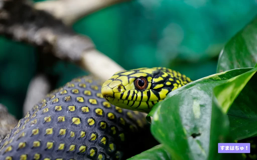 シュウダとは？おすすめのケージなど飼育用品を紹介 – へびマガ