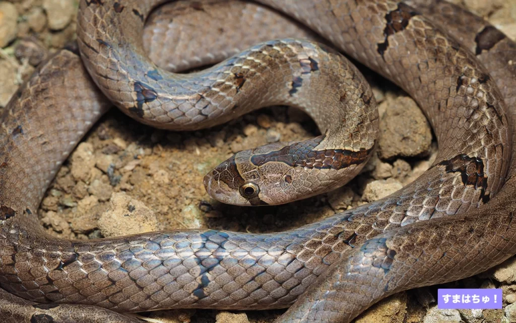 シナククリィヘビとは？おすすめのケージなど飼育用品を紹介 – へびマガ