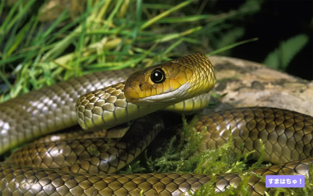 ヒメナンダとは？おすすめのケージなど飼育用品を紹介 – へびマガ