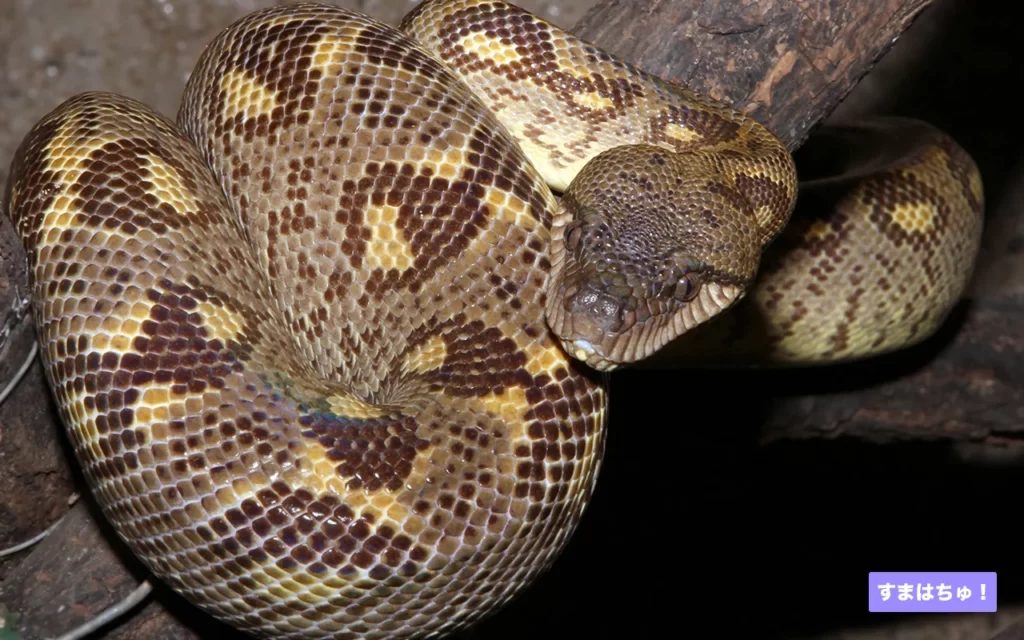 セイブサンジニアボアとは？おすすめのケージなど飼育用品を紹介 – へびマガ