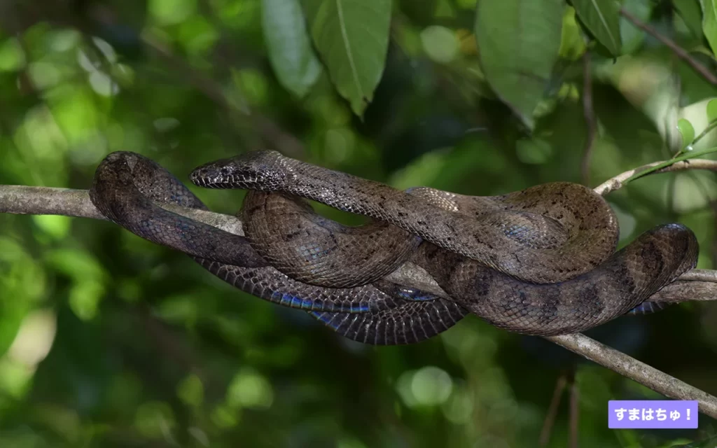 プエルトリコボアとは？おすすめのケージなど飼育用品を紹介 – へびマガ