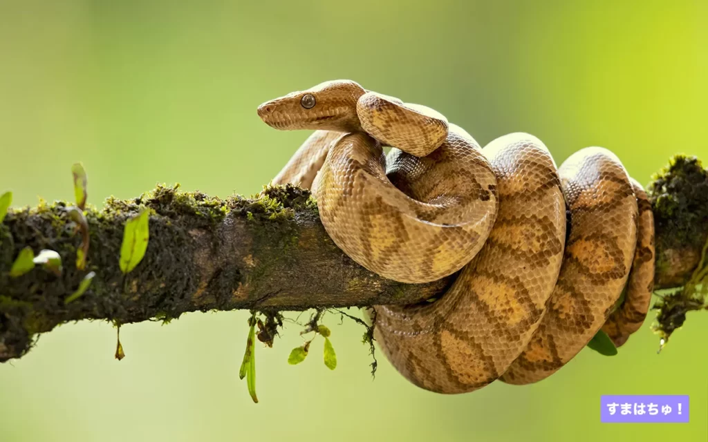 リングツリーボアとは？おすすめのケージなど飼育用品を紹介 – へびマガ
